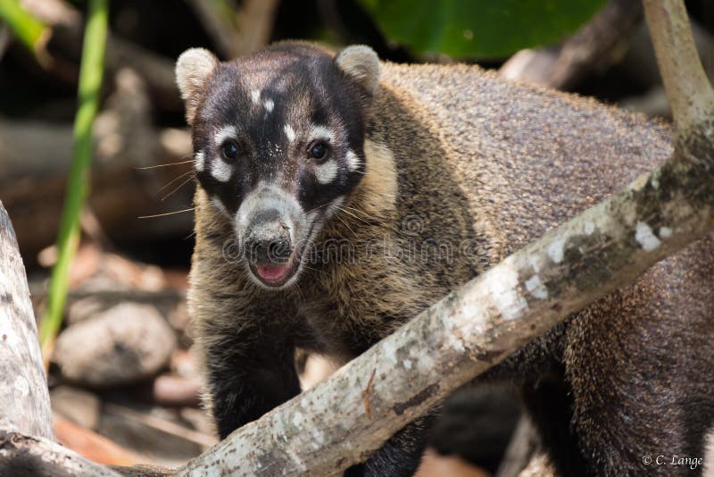 El Coati O El Coatimundi Blanco-sospechado En La Hierba Verde Con El ...