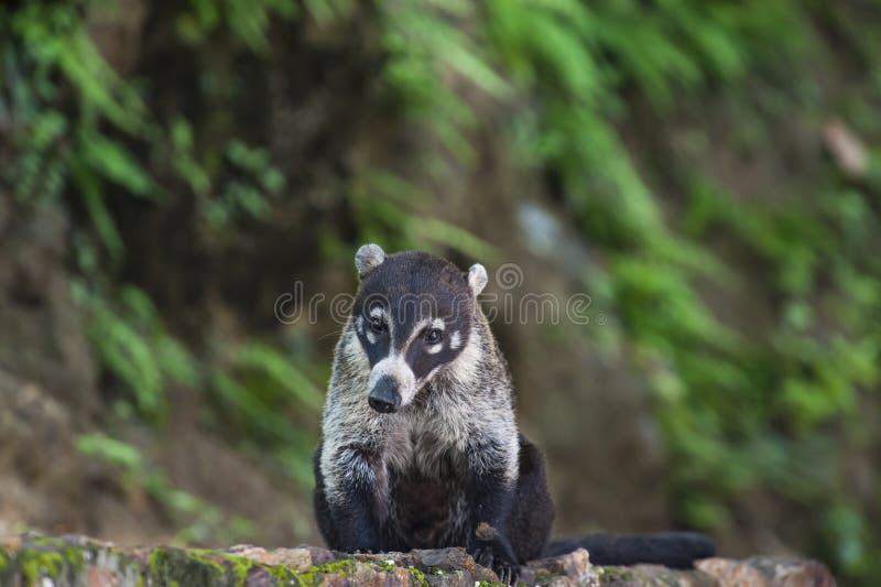Un Lindo Y Curioso Animal Salvaje Del Género Del Mapache, La Coati ...