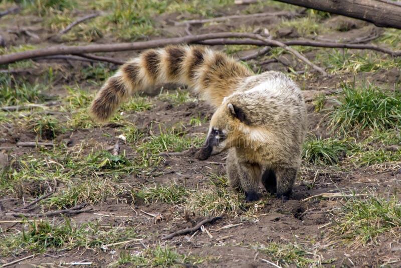 Faune Yucatan Exotique Mexique Tropical D'animaux De Coati Photo stock ...