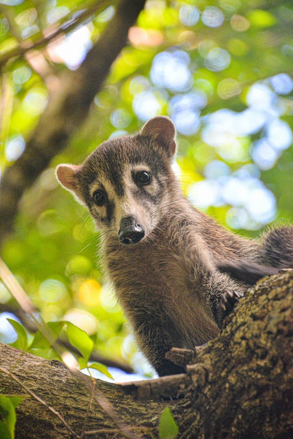 Coati among the Tree Branches 3 Stock Photo - Image of bear, nasua ...
