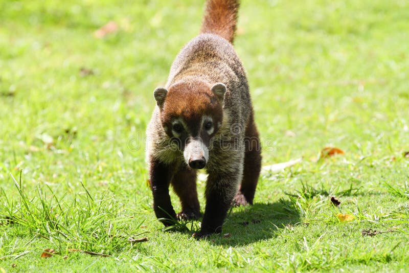 Coati stock photo. Image of central, mammal, panama, america - 81946032