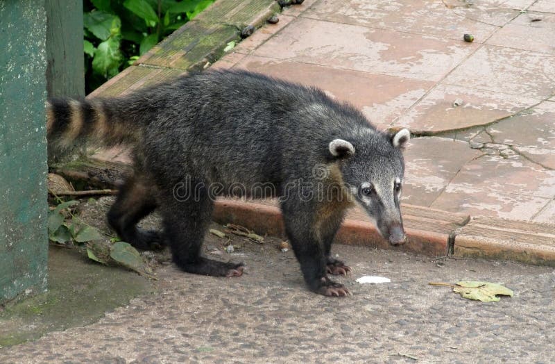 Cusumbo Fotos de stock - Fotos libres de regalías de Dreamstime