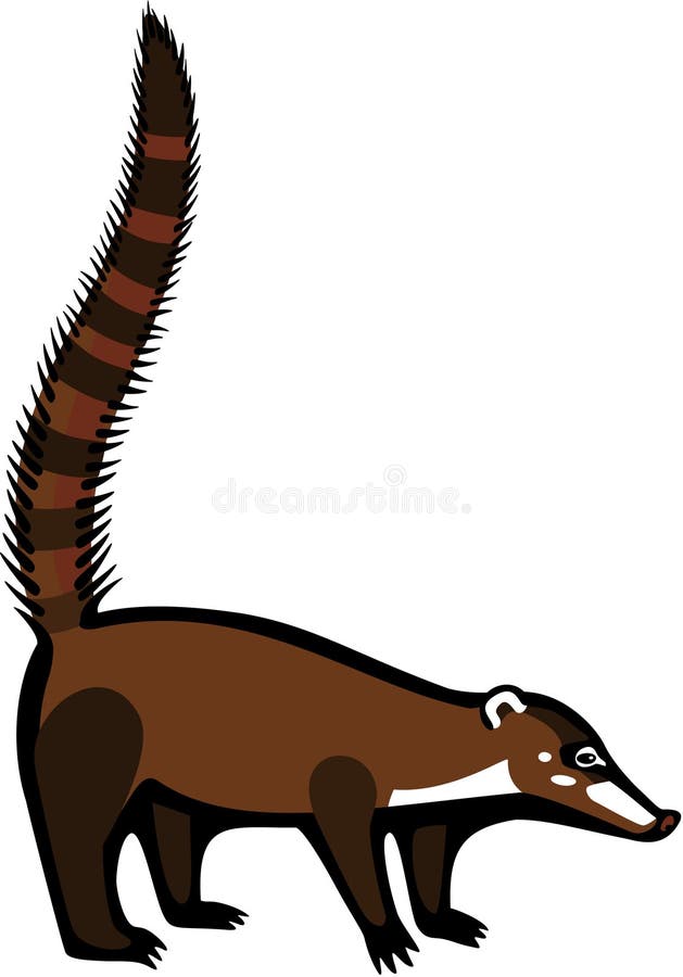 Coatimundi stock vector. Illustration of tail, color - 67056690