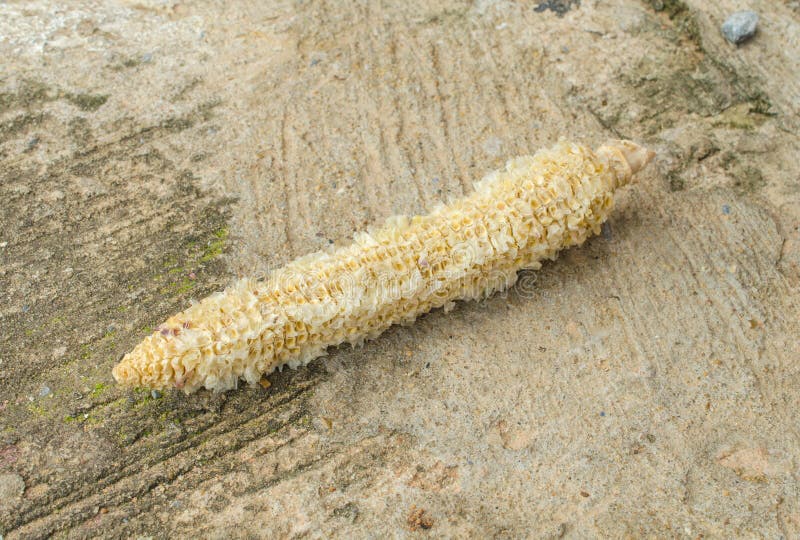 Dirty corn cob stock photo. Image of industry, nature - 121751684