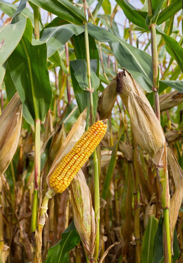 Cob of corn on cornfield stock photo. Image of summer - 21166102