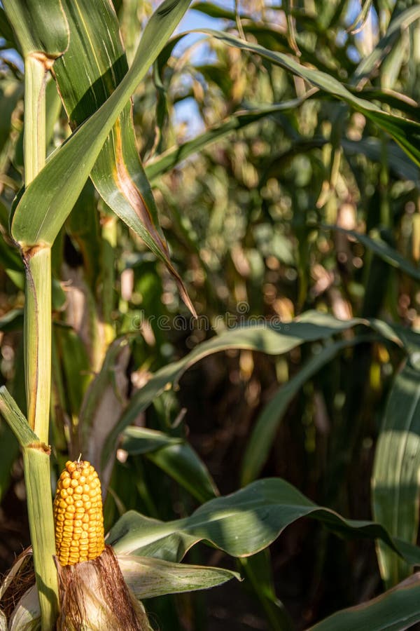 A cob in a corn field stock photo. Image of ripe, leaf - 197073440
