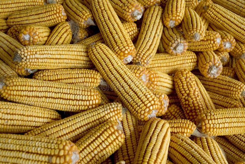 Cob corn stock photo. Image of corncob, popcorn, farm - 51329290