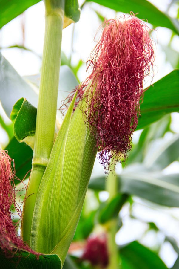 Cob of Corn stock image. Image of food, outdoors, growth - 32581133