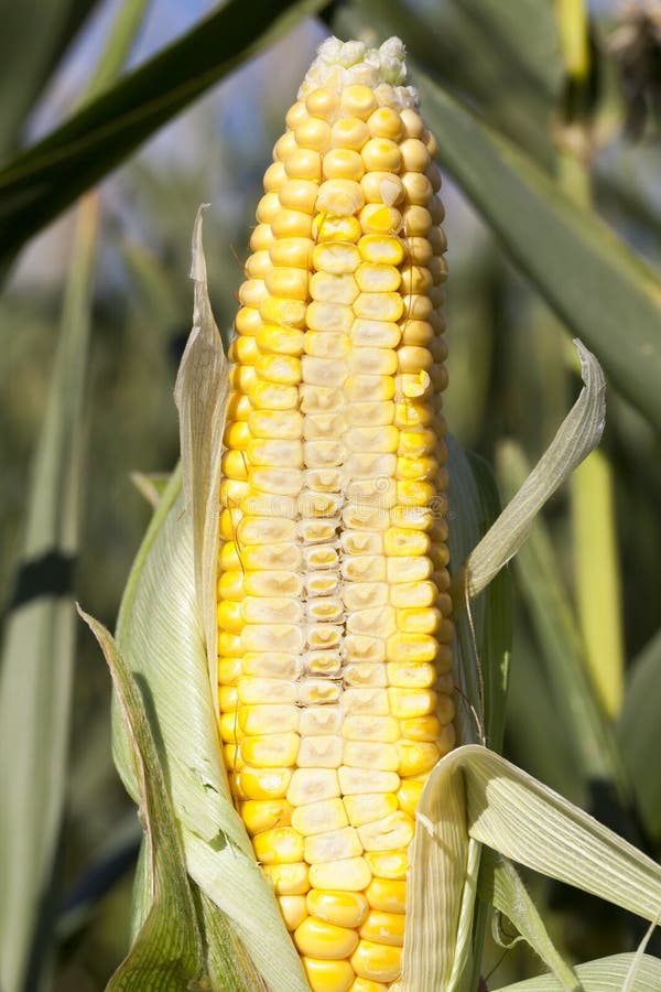Half corn on the cob stock image. Image of nature, grain - 20579089
