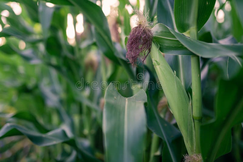 Cob of Corn Maize on Agriculture Field Stock Image - Image of maize ...