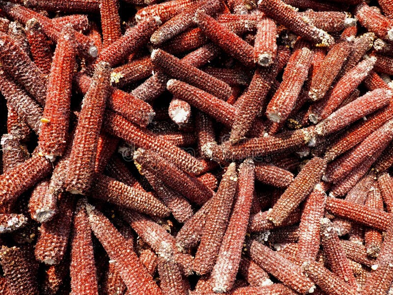 Cob of corn stock image. Image of season, agriculture - 52604777