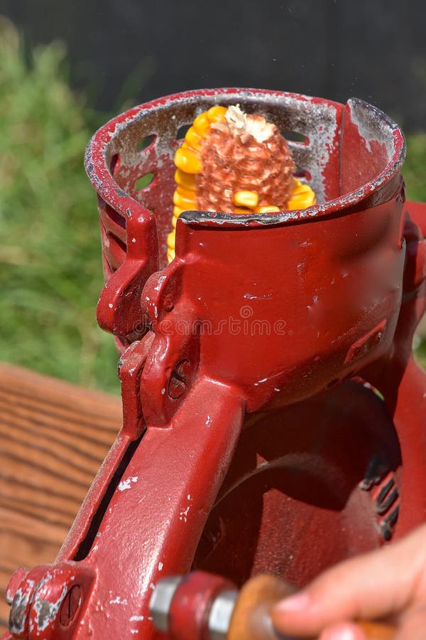 Shelling Golden Kernels of Corn Stock Image - Image of fashioned ...