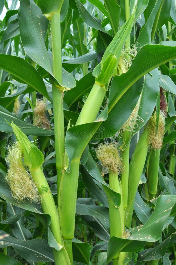 A Cob Grows on a Young Corn Stalk Stock Photo - Image of corn ...