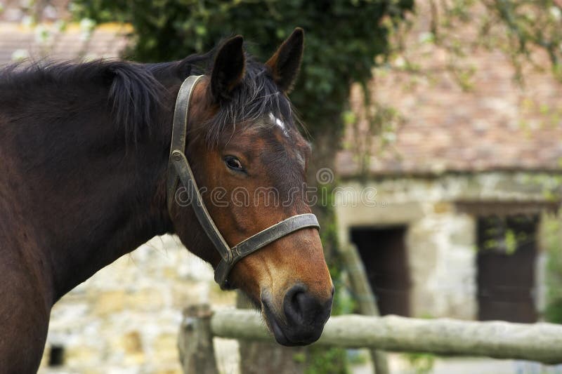 Cob Normand Horse, a Draft Horse Breed from Normandy, Portrait with ...