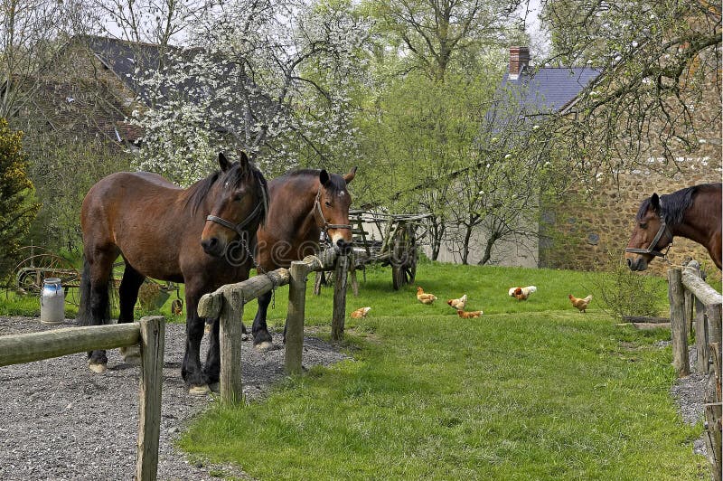 Cob Normand Horse at Farm, a Draft Horse Breed from Normandy Stock ...