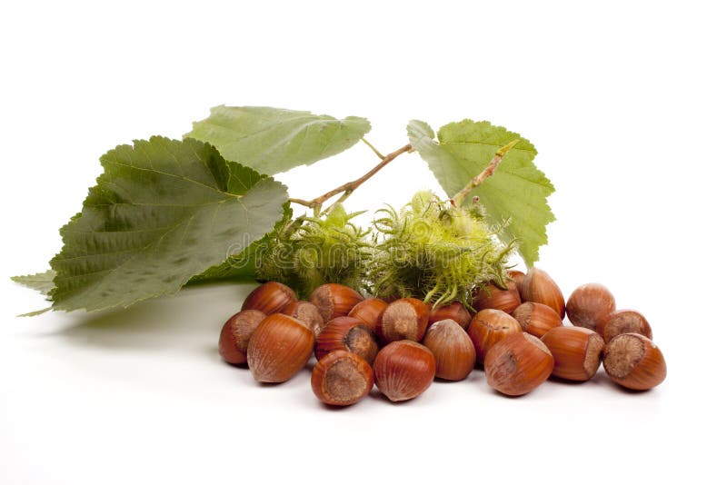 Cob nuts stock photo. Image of hazel, food, foodstuff - 20020492