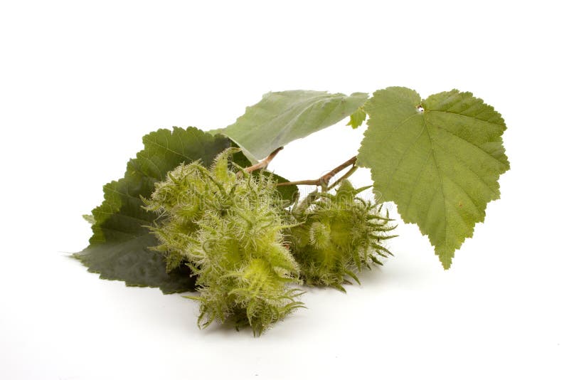 Cob nuts stock image. Image of shell, white, hazel, closeup - 20040865