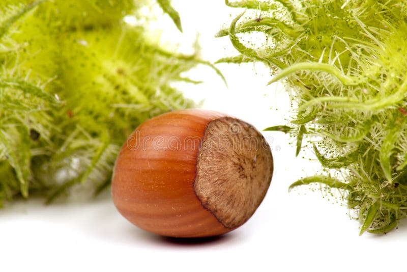 Cob nuts stock image. Image of closeup, texture, husk - 20040869