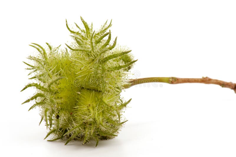 Cob nuts stock photo. Image of husk, closeup, natural - 20087258
