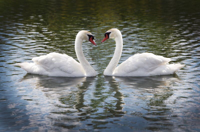 Cob and Pen Swans stock image. Image of elegant, purity - 15326167