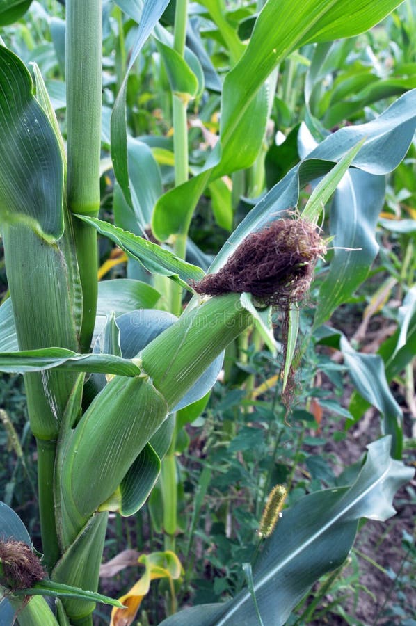 The Cob Ripens on a Corn Stalk Stock Image - Image of harvesting ...