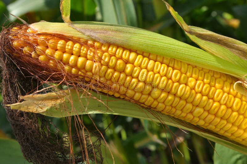A Cob Ripens on a Young Corn Stalk Stock Photo - Image of farm, summer ...