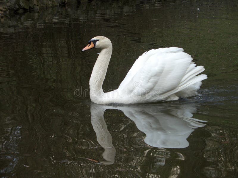 Cob-swan stock photo. Image of romantic, bird, feather - 135096