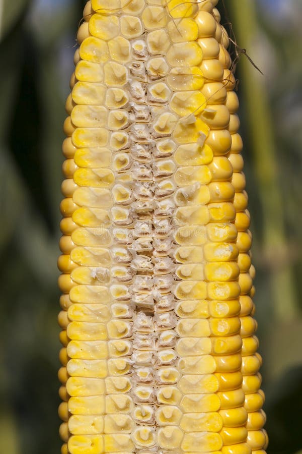 Internal Corn Cob Stock Photos - Free & Royalty-Free Stock Photos from ...