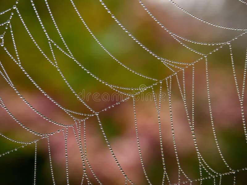 Cob web with dew stock image. Image of webbed, outdoor - 63491513