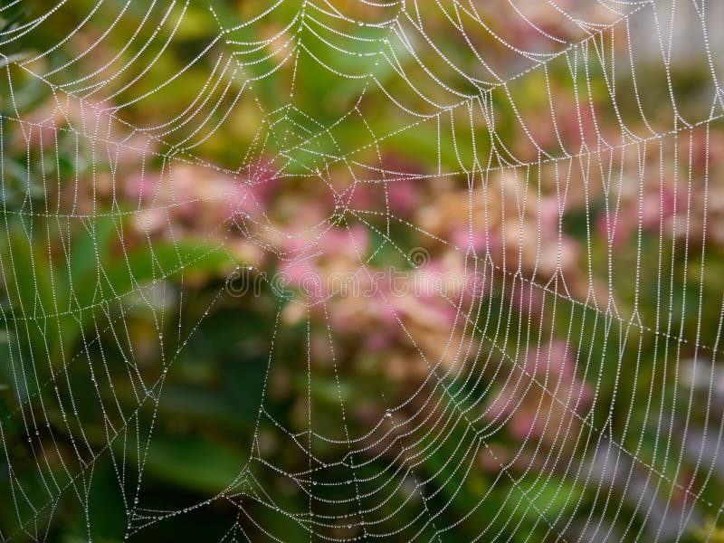 Cob web with dew stock image. Image of fine, outdoor - 63491651