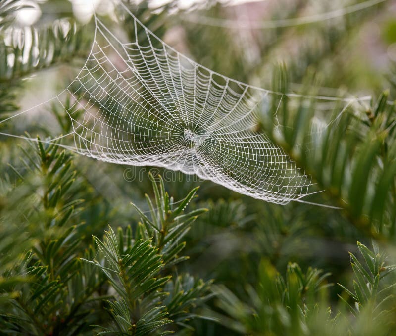Cob web with dew stock photo. Image of glistening, rain - 63491470