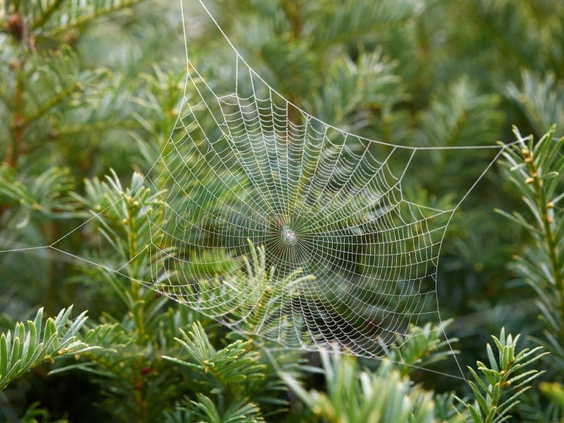 Cob web with dew stock photo. Image of cobweb, tree, outdoor - 63492700