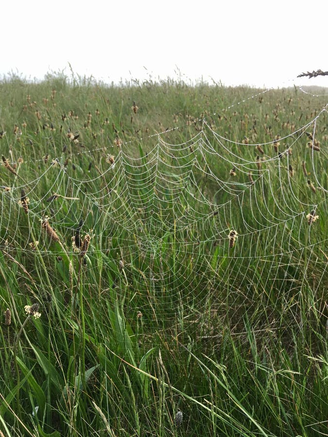 Cob Web Hung Amongst Wild Grass Stock Photo - Image of hung, covered ...