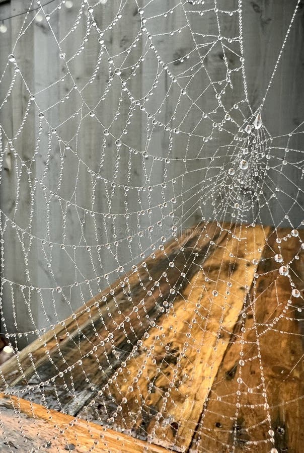 Cob Web stock photo. Image of large, water, covered - 261253876