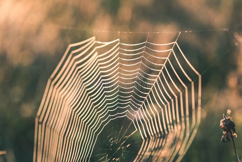 Cob Web Spider Stock Images - Download 411 Royalty Free Photos