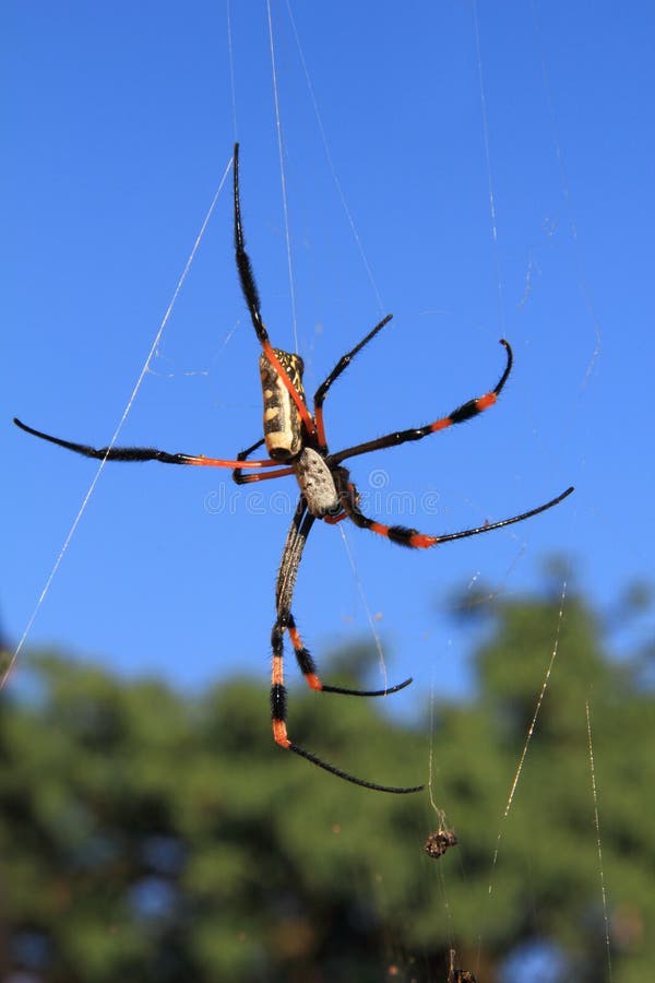 Cob-web Spider Against Blue Sky Stock Image - Image of hairy, nature ...