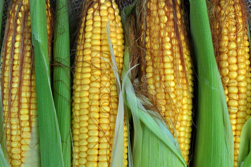 Cob of young corn stock photo. Image of grain, corn - 270683614