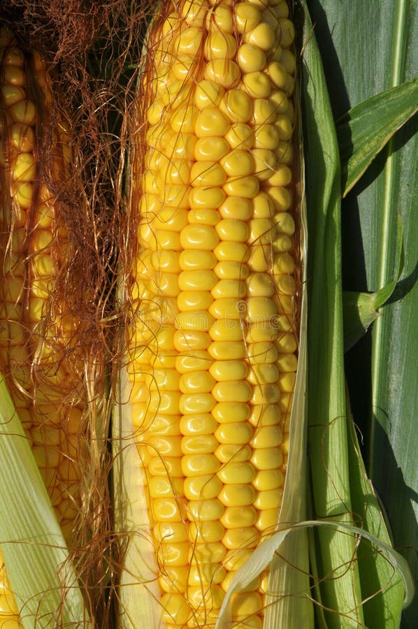 Cob of young corn stock photo. Image of agriculture - 301560054