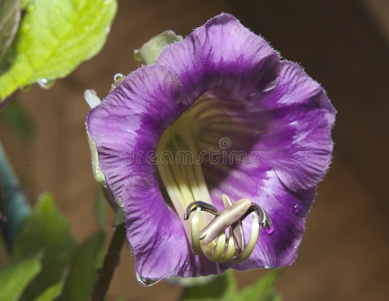 Cobaea scandens stock image. Image of leaf, flower, cobaea - 26445911