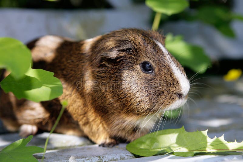 Cobaia Que Come O Animal De Estimação Agradável Do Mamífero Animal ...
