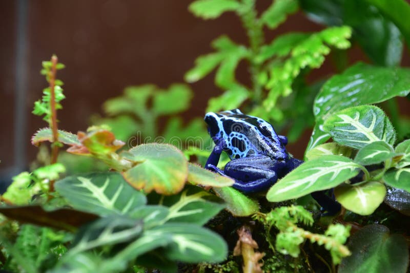 Cobalt Blue Poison Dart Frog in Tropical Environment Stock Photo ...
