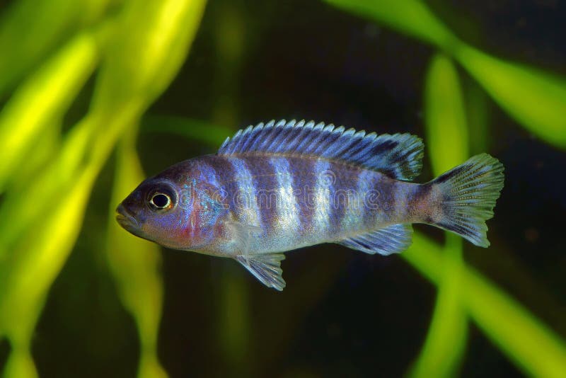 Cobalt Blue Zebra Cichlid stock image. Image of colour - 62694833
