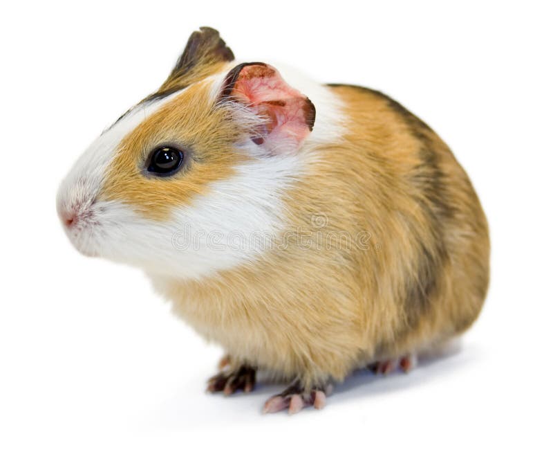 Cobaye Au-dessus Du Fond Blanc Photo stock - Image du domestique, porc ...