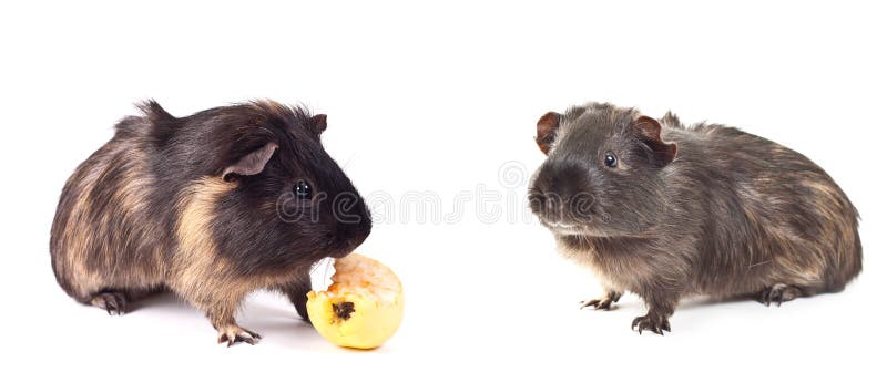 Cobaye image stock. Image du repas, visage, fourrure - 22189863