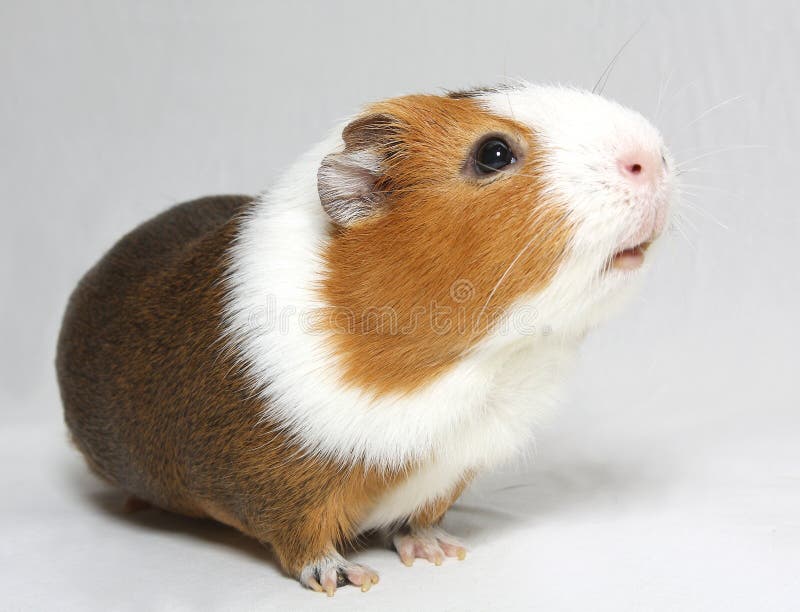 Cobaye brun image stock. Image du gens, animal, joie - 195882803