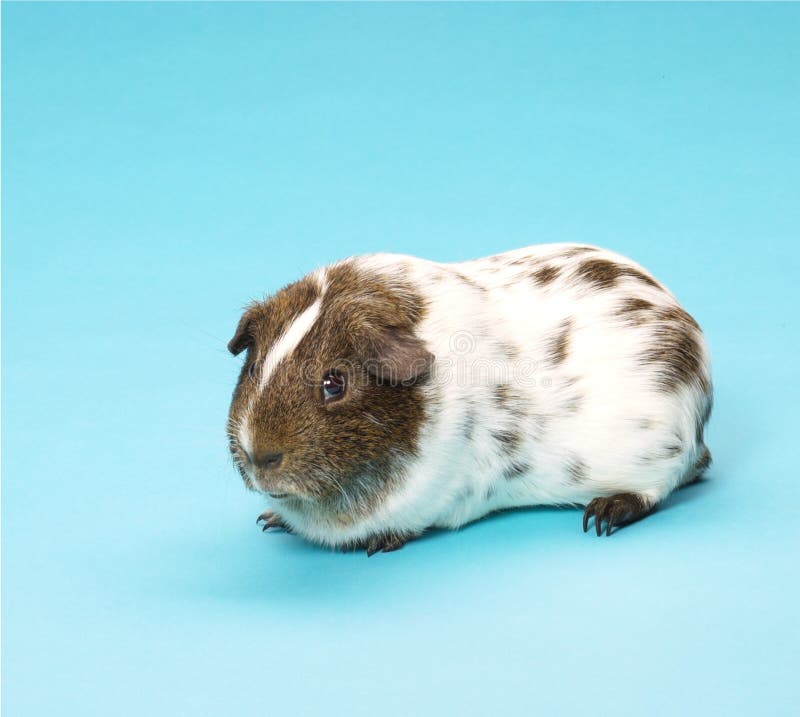 Cobaye photo stock. Image du pelucheux, guinée, rongeur - 34514096