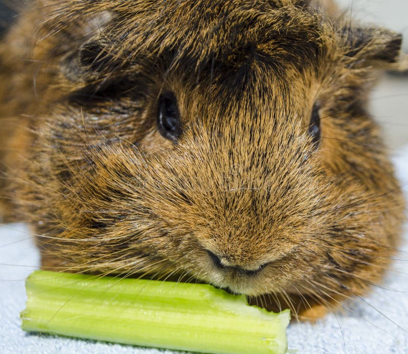 Le cobaye mange photo stock. Image du repas, regard, déjeuner - 98004194
