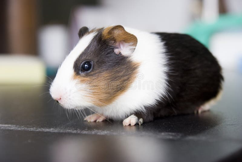 Cobaye Brun Blanc De Petit Animal Familier Mignon De Bébé Sur Le Fond ...