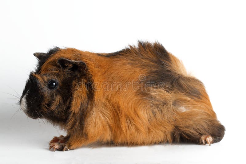 Cobaye sur un fond blanc image stock. Image du adulte - 153534077