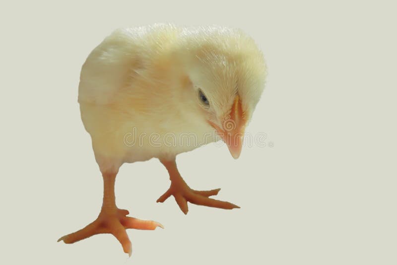 Cobb Broiler Chicken Stock Photos - Free & Royalty-Free Stock Photos ...